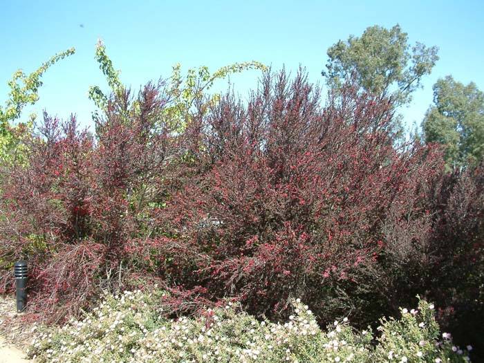 Leptospermum scoparium 'Ruby Glow'