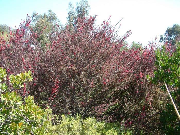Leptospermum scoparium 'Ruby Glow'