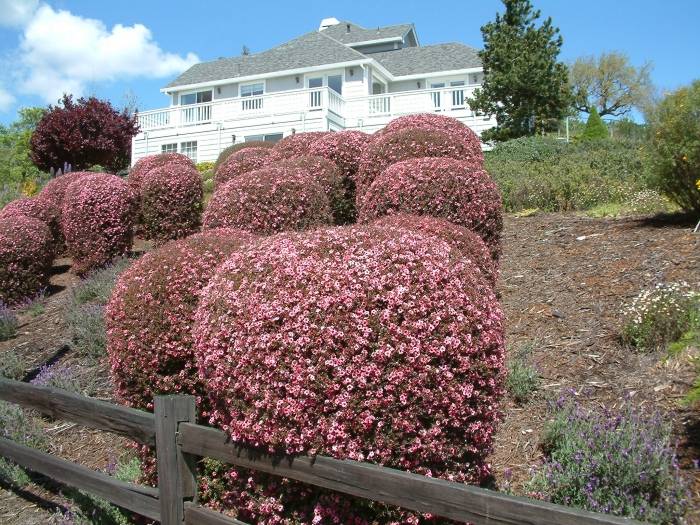 Leptospermum scoparium 'Ruby Glow'