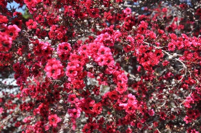 Leptospermum scoparium 'Ruby Glow'