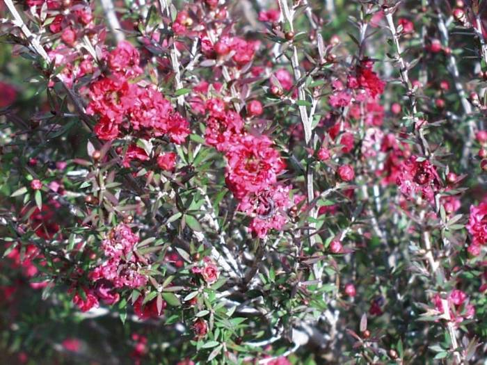 Leptospermum scoparium 'Ruby Glow'