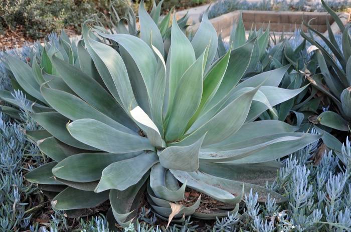 Agave 'Blue Flame'