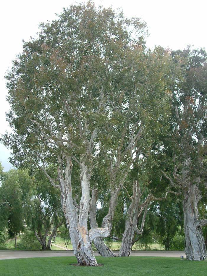 Melaleuca quinquenervia