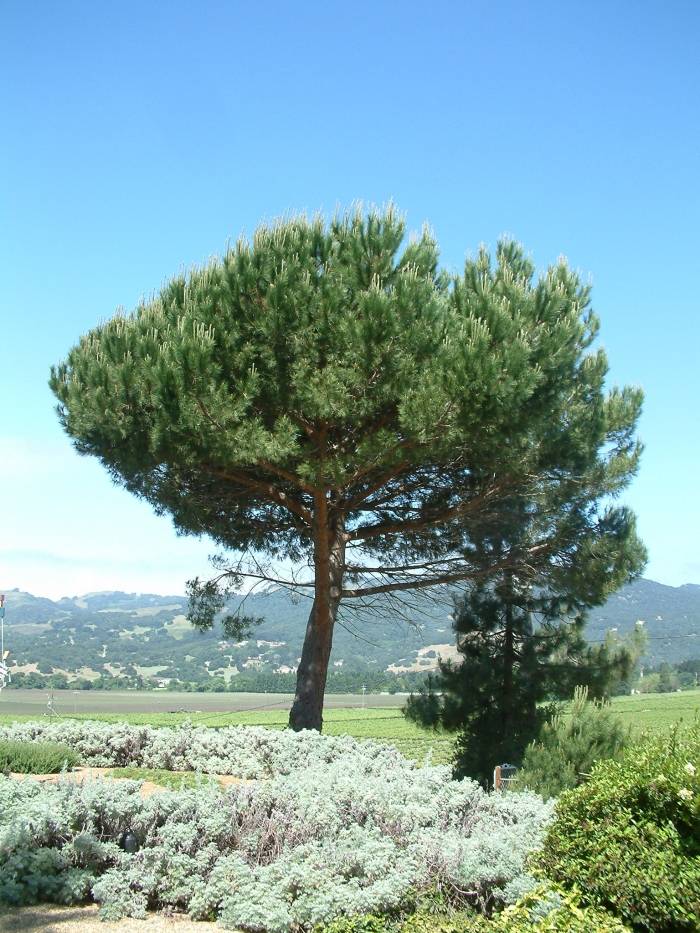 Pinus pinea