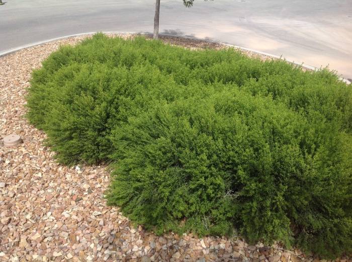 Baccharis X 'Starn Thompson'