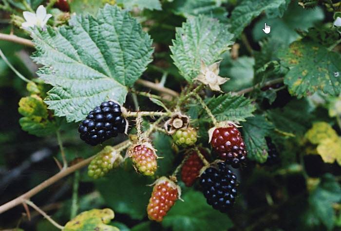 In less depressing news, the raspberries are still ripe, if you know ...